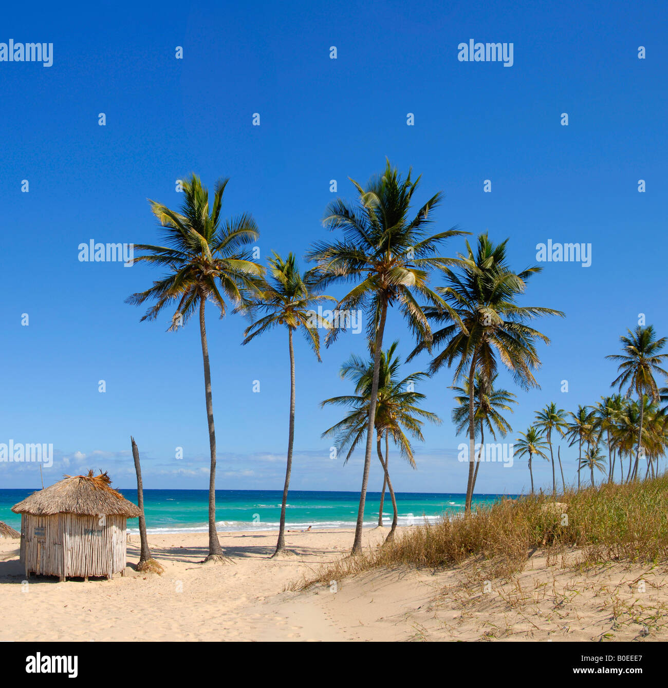 Cuba palm trees hi-res stock photography and images - Alamy