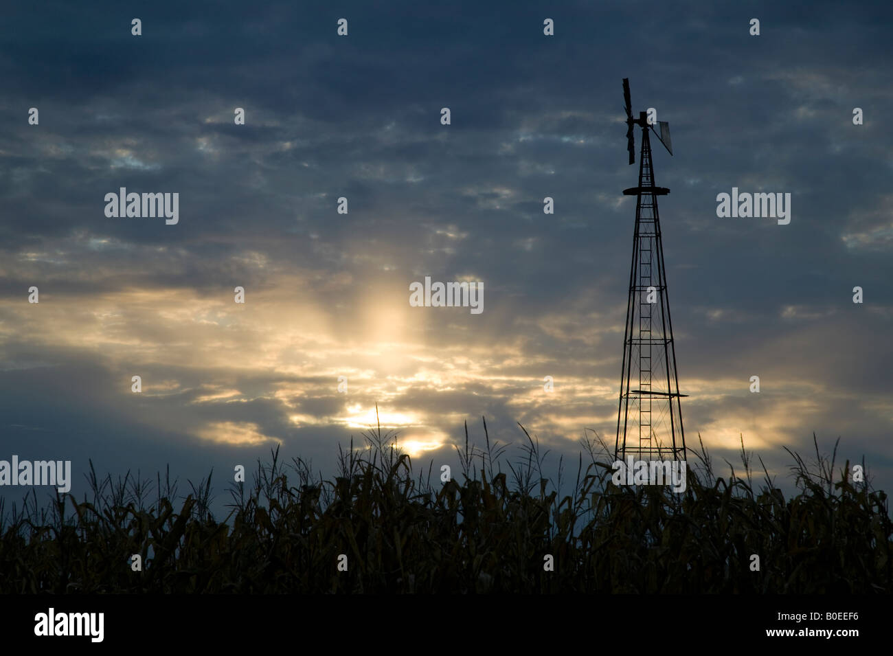 windmill in cornfield Stock Photo - Alamy