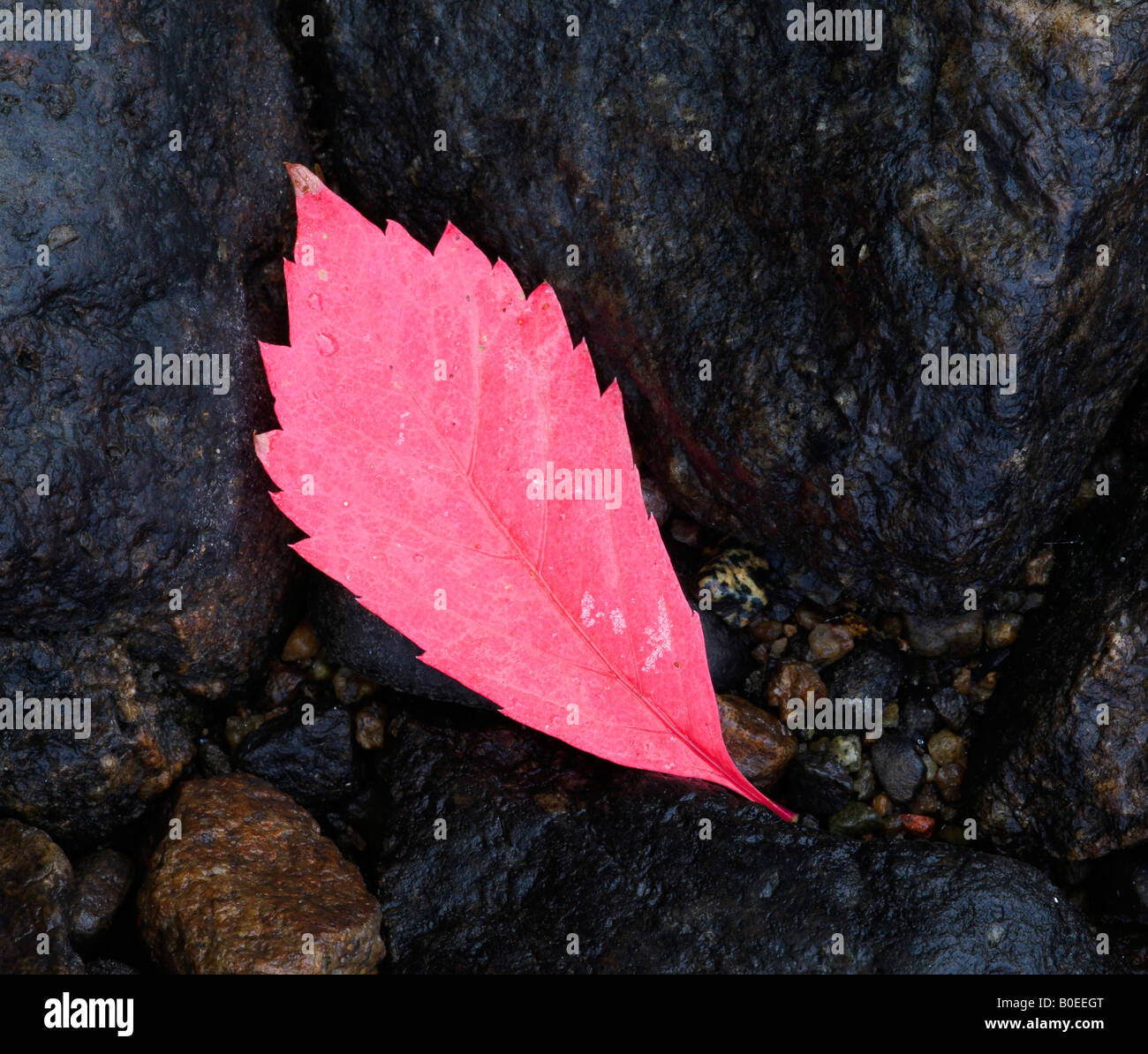 leaf of Virginia creeper, Superior National Forest, Minnesota Stock ...