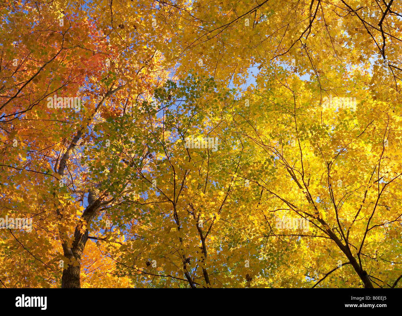 maple tree canopy, Mille Lacs Kathio State Park, Minnesota Stock Photo ...