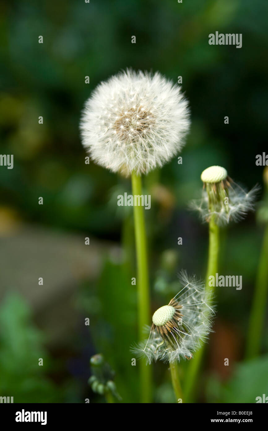 Dandelion clock (Taraxacum officinale), UK Stock Photo - Alamy
