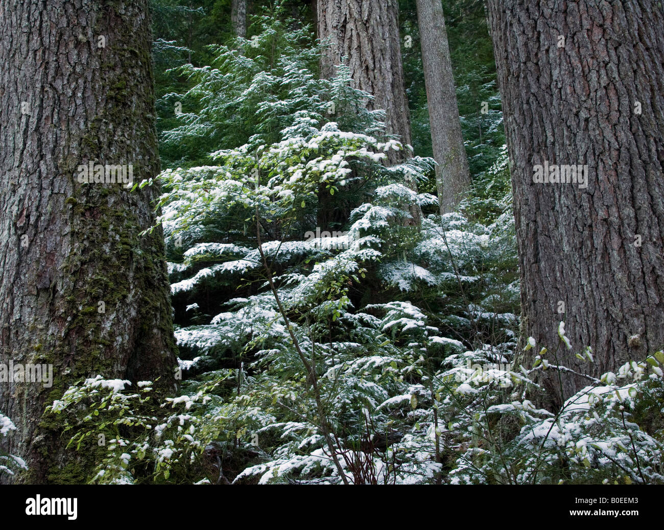Horizontal conifer in hi-res stock photography and images - Alamy