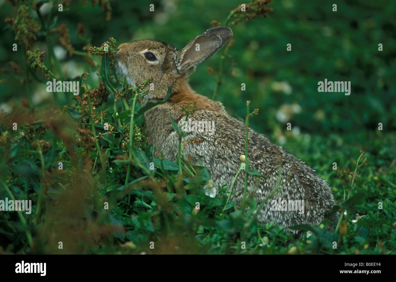 Common Rabbit (Oryctolagus cuniculus) - UK Stock Photo - Alamy