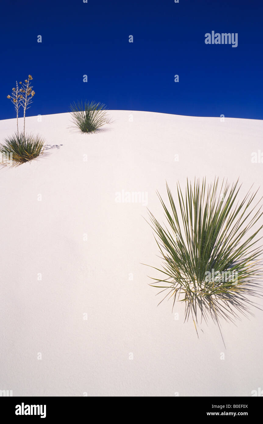 Morning light on Yucca and gypsum sand under blue sky White Sands ...