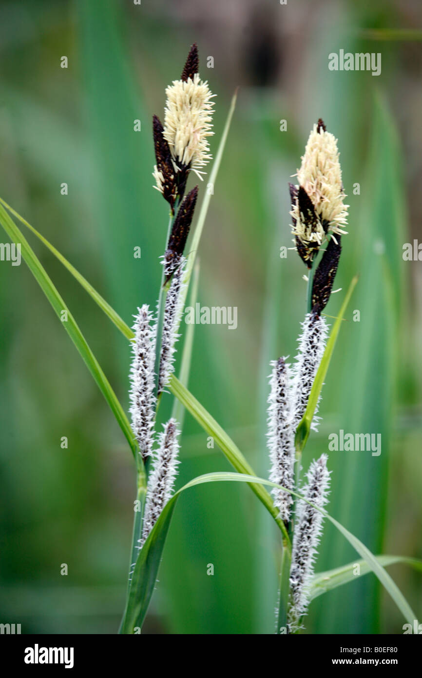 Lesser Pond Sedge Carex acutiformis Cockshoot Dyke Horning Stock Photo ...