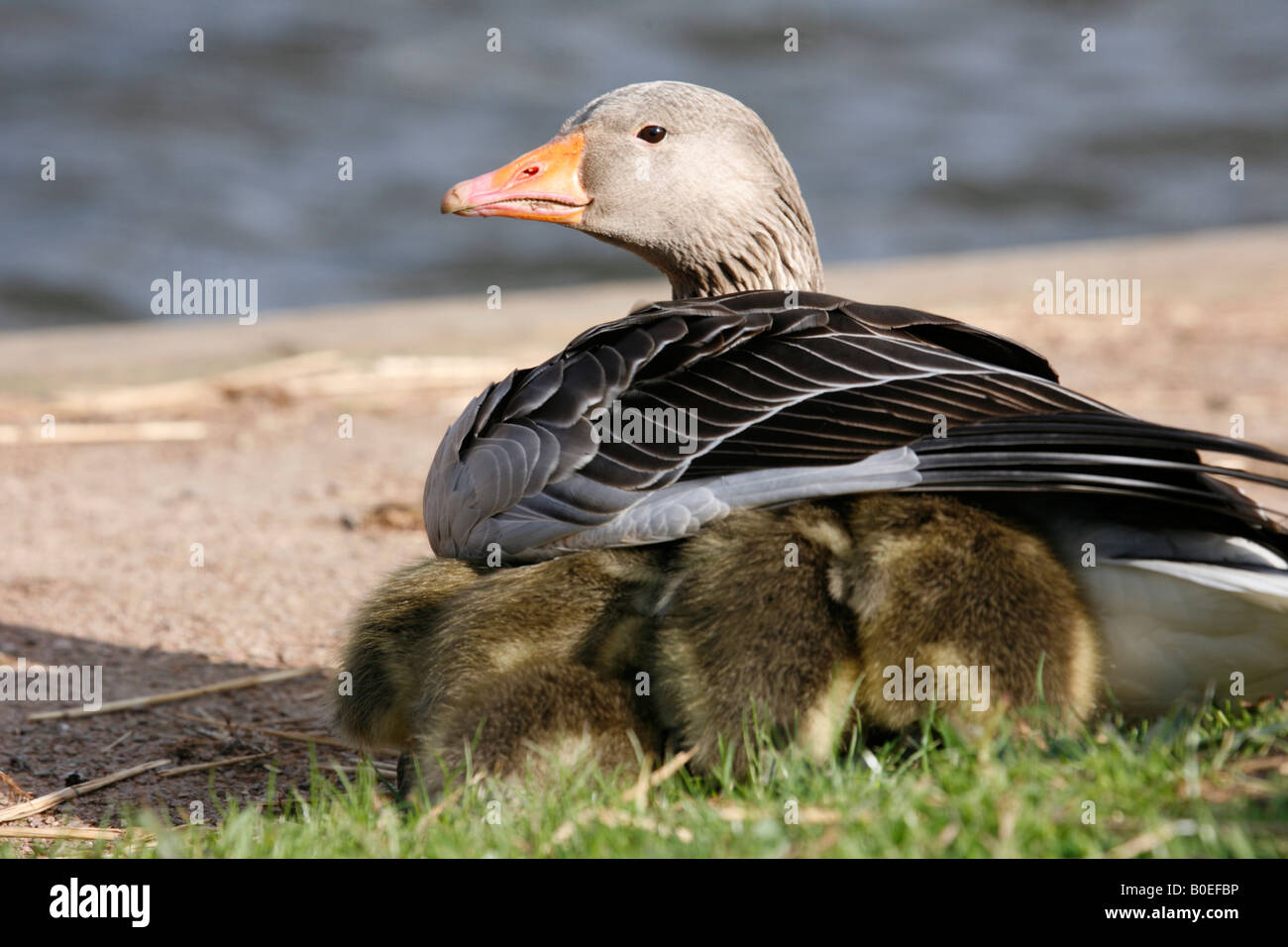 Sheltering under wing hi-res stock photography and images - Alamy