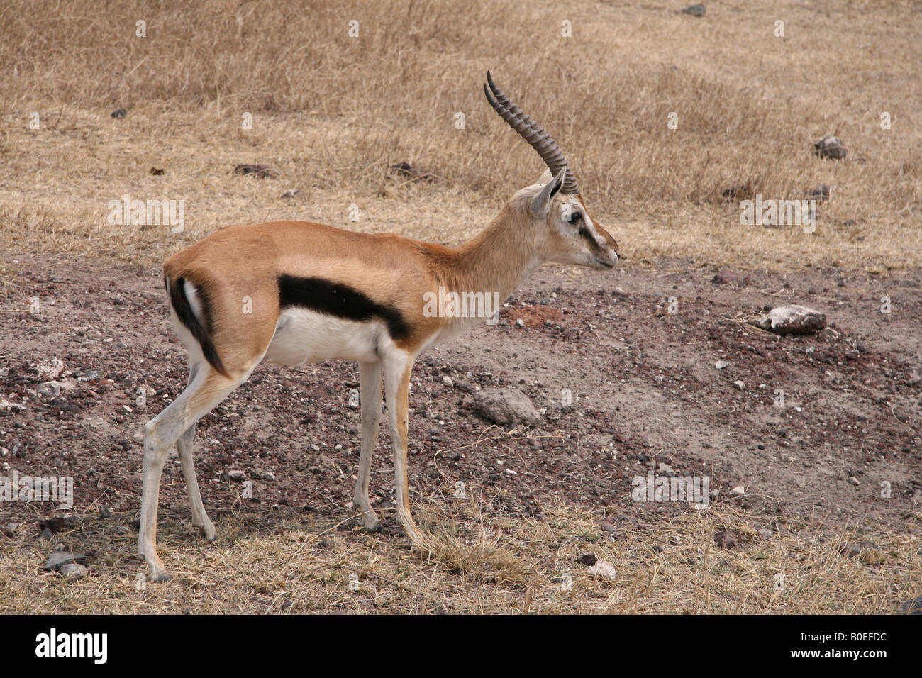 Thomson's gazelle (Gazella thomsoni Stock Photo - Alamy