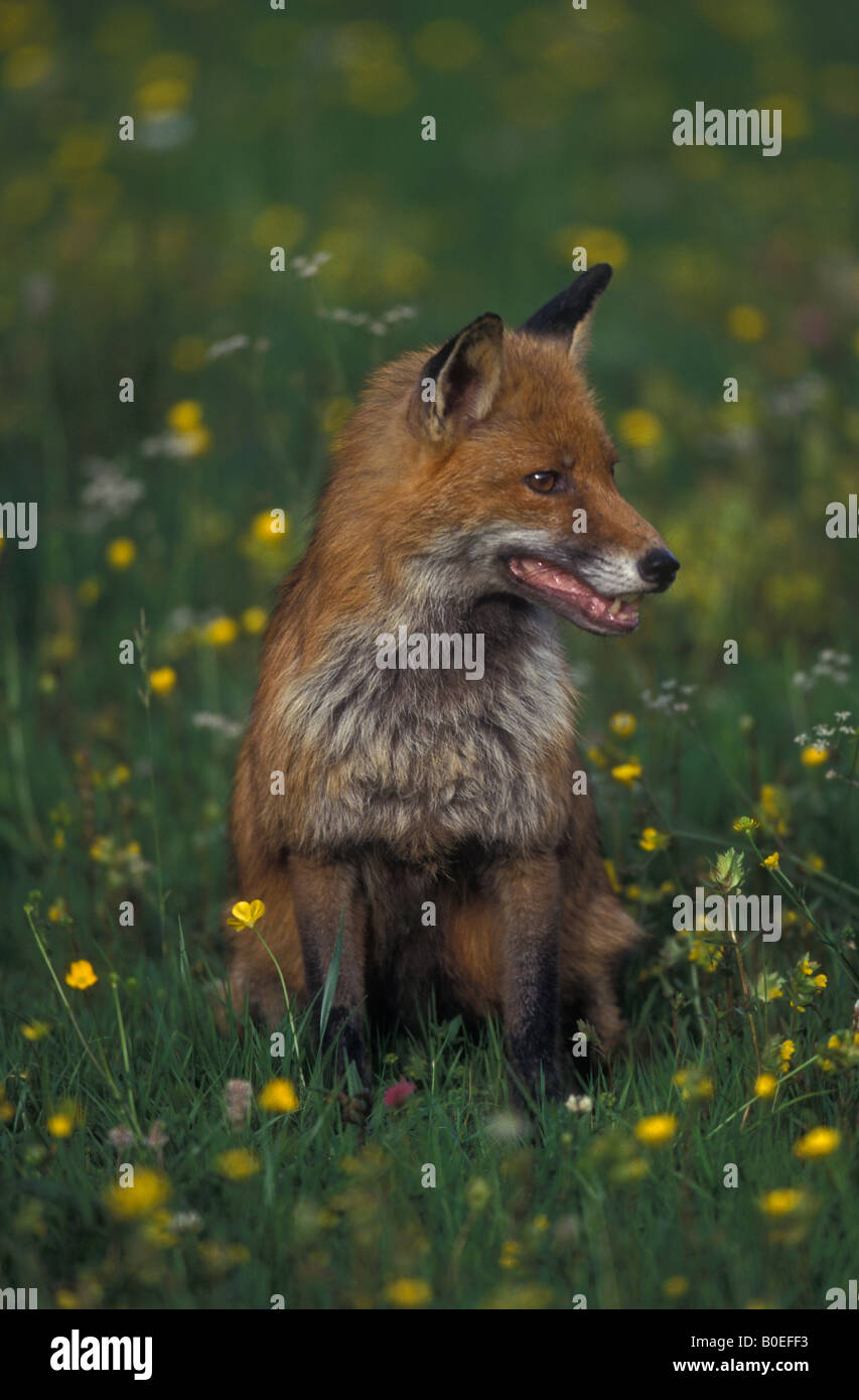 European Red Fox (Vulpes vulpes) Spain Stock Photo - Alamy