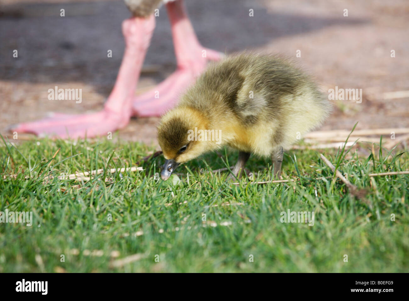 Greylag goose chick uk hi-res stock photography and images - Alamy
