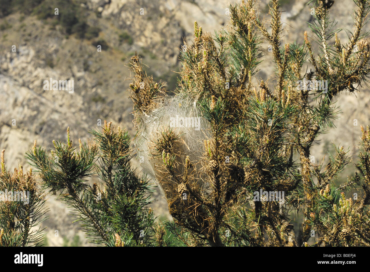 processionaria del pino Thaumatopea pityocampa processionaria insetti ...