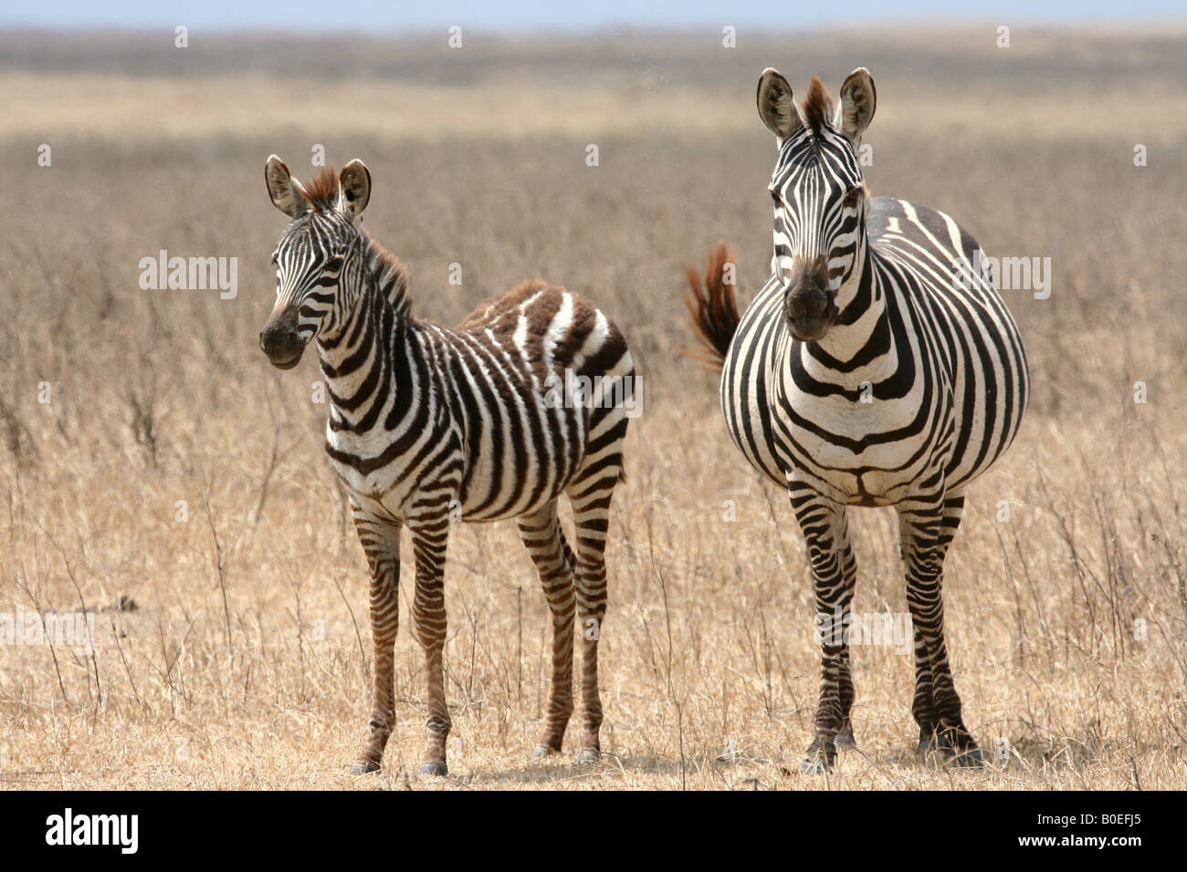 Zebras: mother with a pony Stock Photo - Alamy