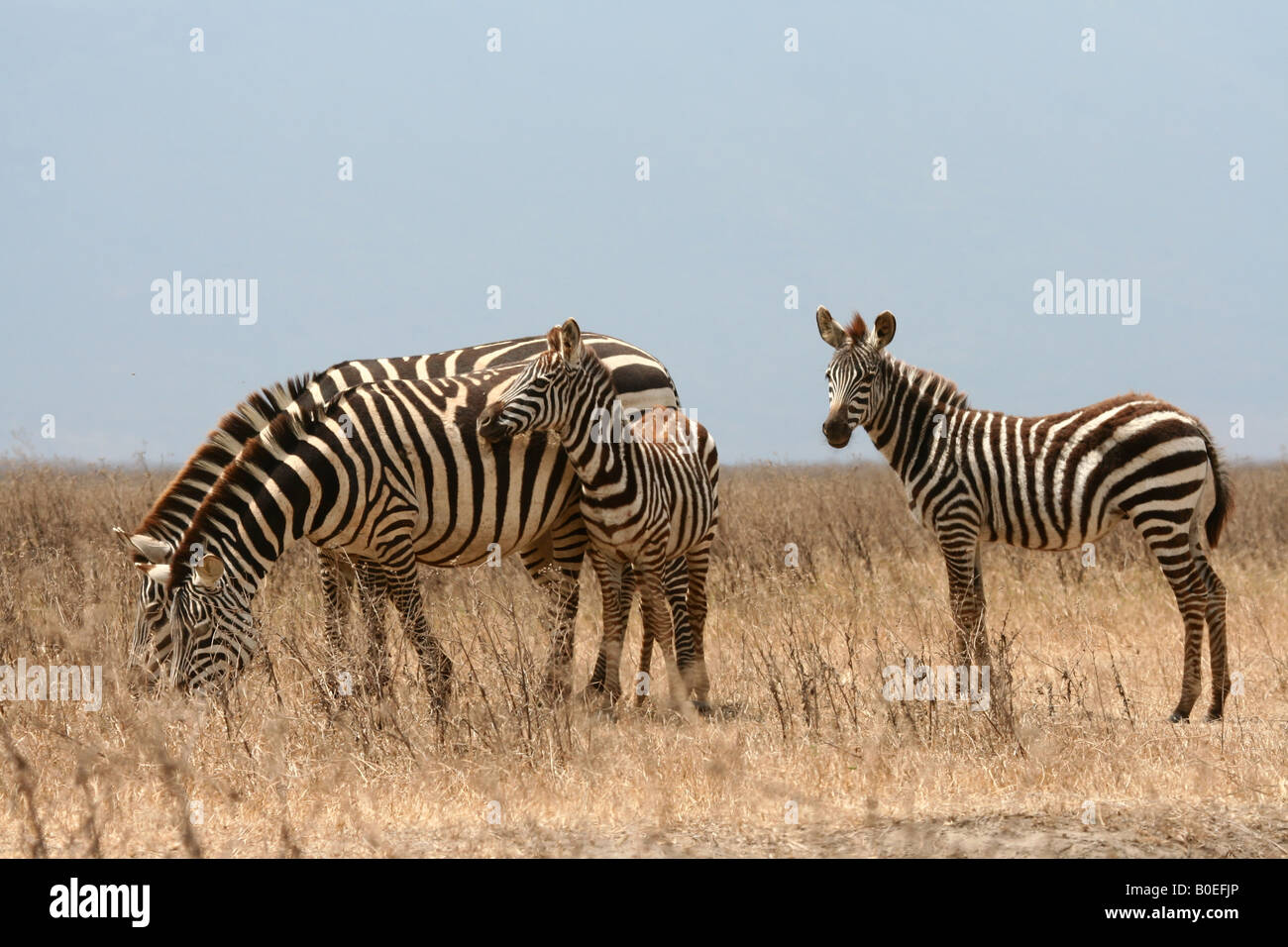Zebras with ponies (Equus quagga Stock Photo - Alamy