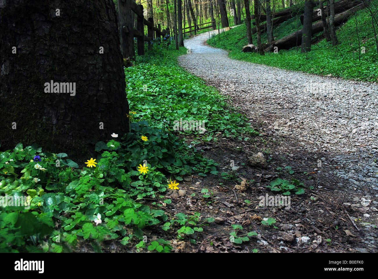 Trail at a nature center. Spring flowers in bloom Stock Photo - Alamy