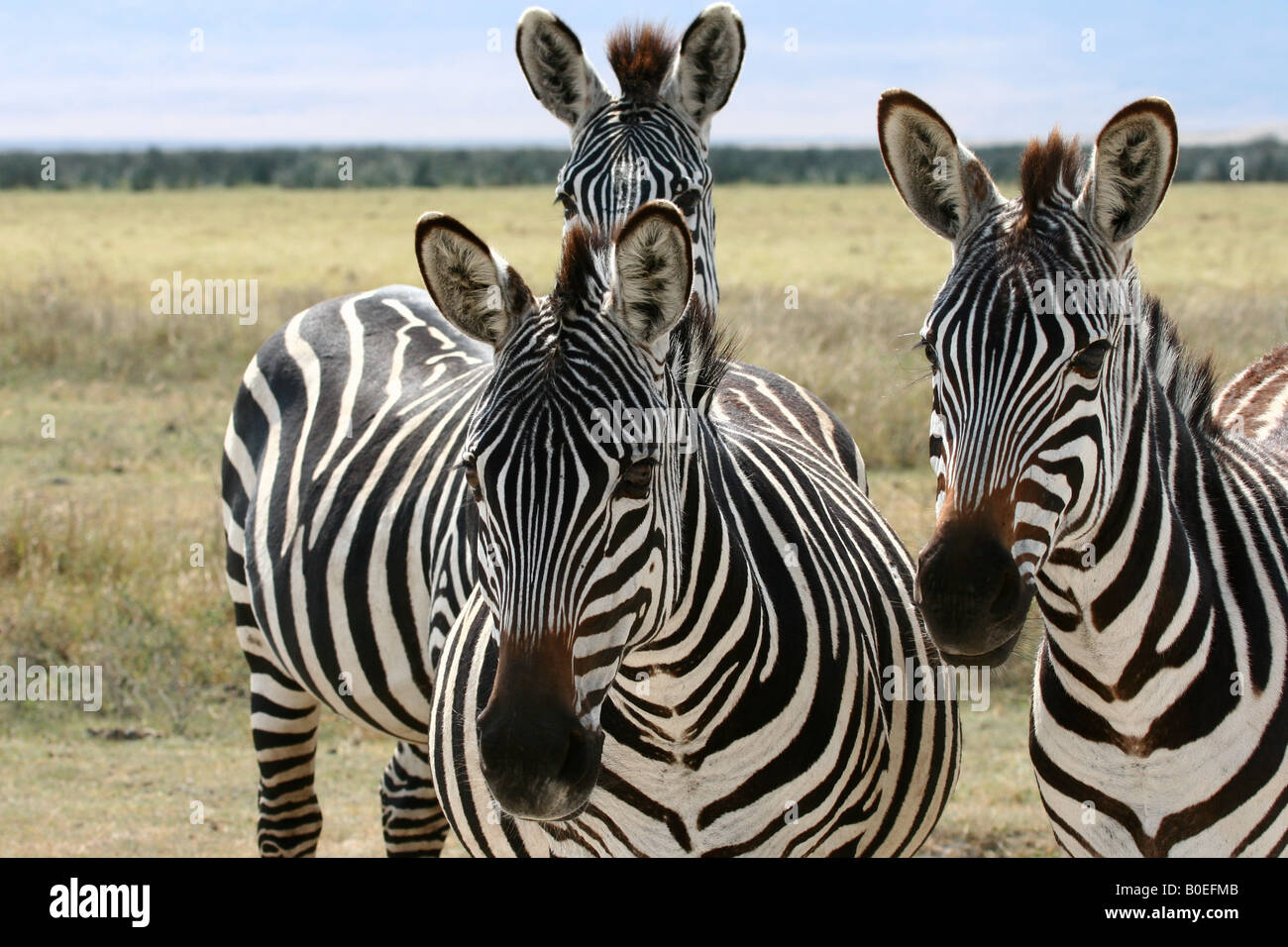 Plains Zebras (Equus quagga Stock Photo - Alamy