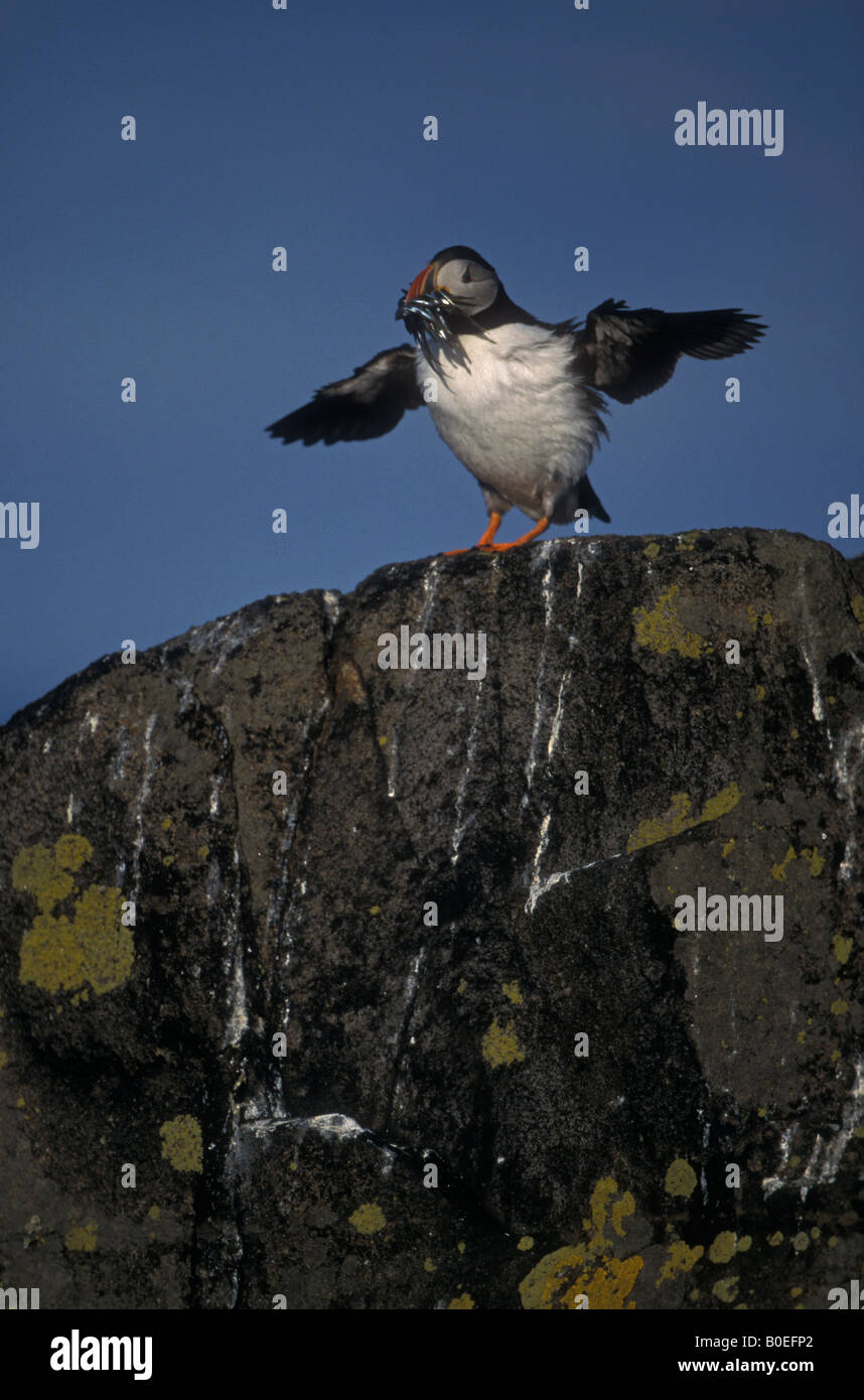 Puffin predator hi-res stock photography and images - Alamy