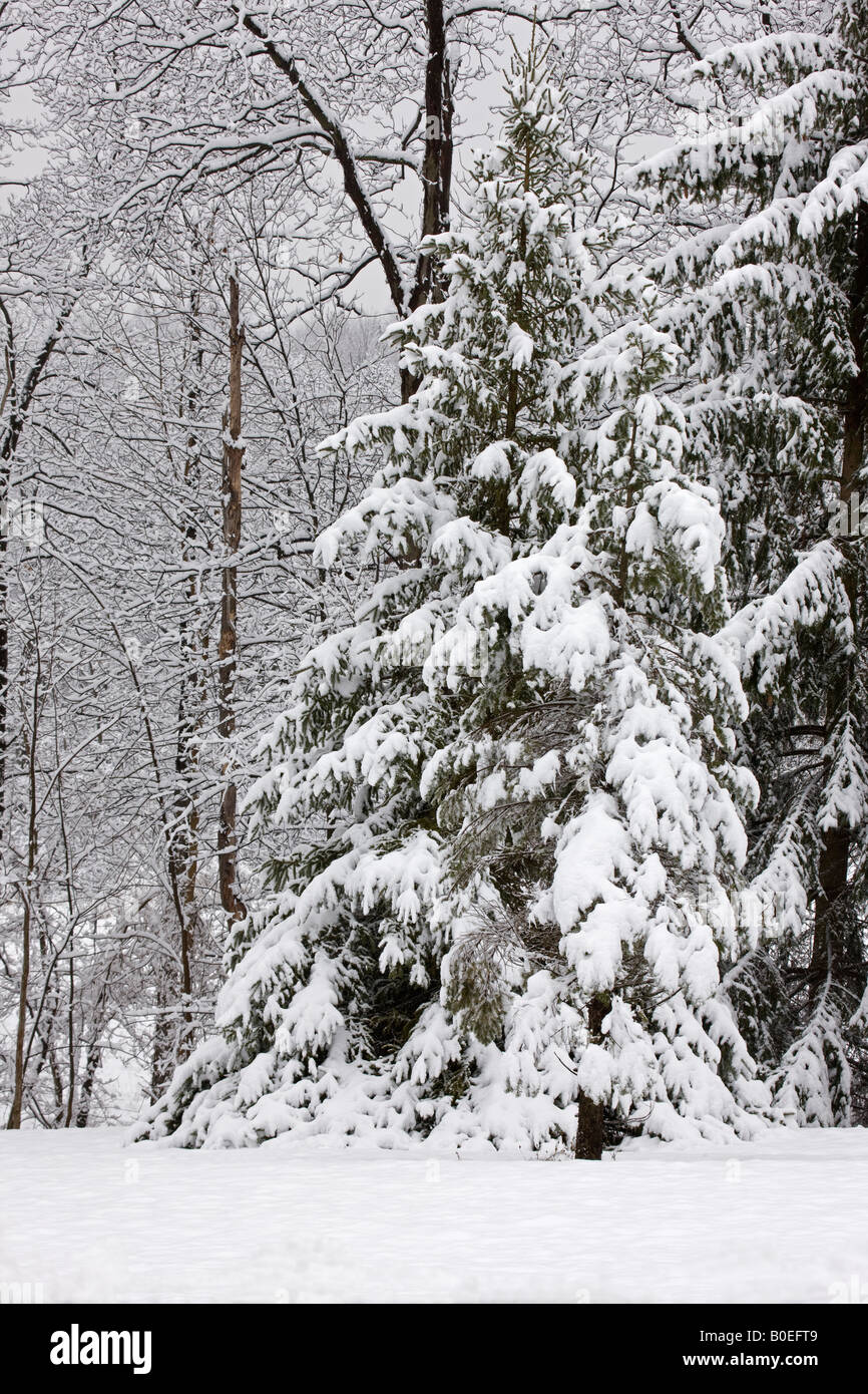Trees In Upstate New York