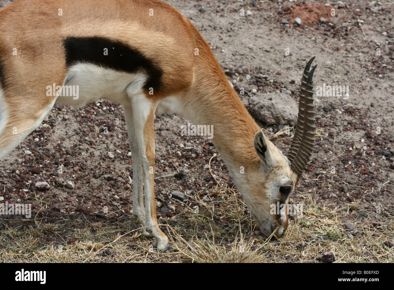 Thomson's gazelle (Gazella thomsoni Stock Photo - Alamy