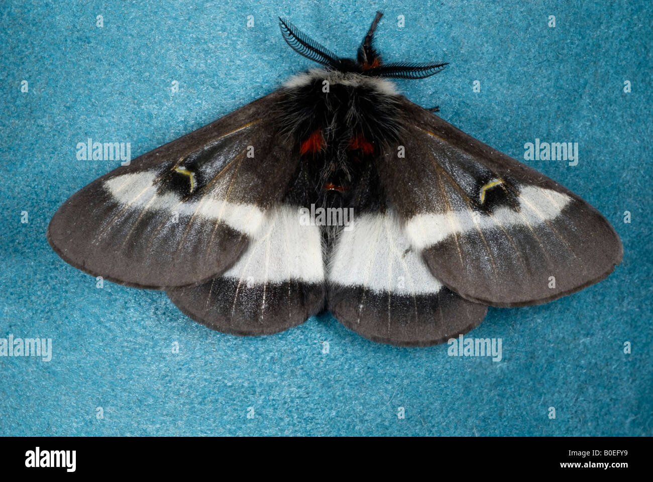 male Buck Moth Hemileuca maia Stock Photo - Alamy