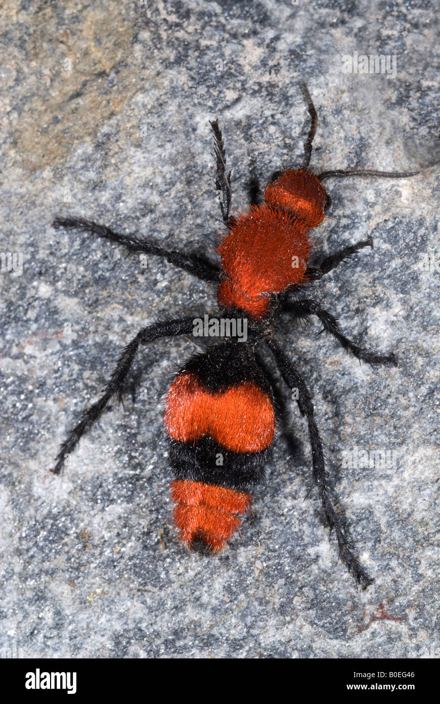 Red Velvet Ant