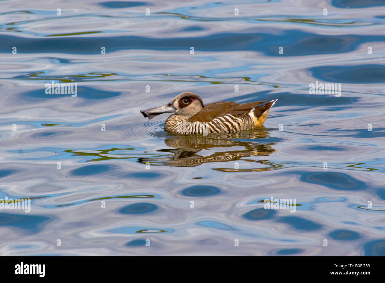 Pink eared duck australia High Resolution Stock Photography and Images ...