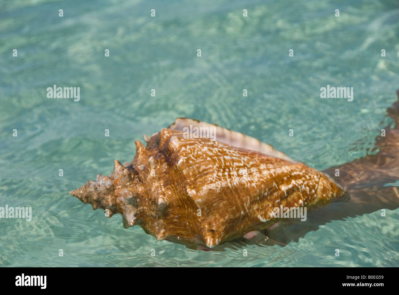 Seashell and water hi-res stock photography and images - Alamy