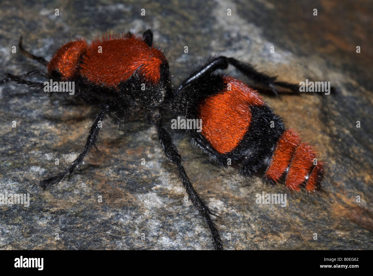 Cow killer ant hi-res stock photography and images - Alamy