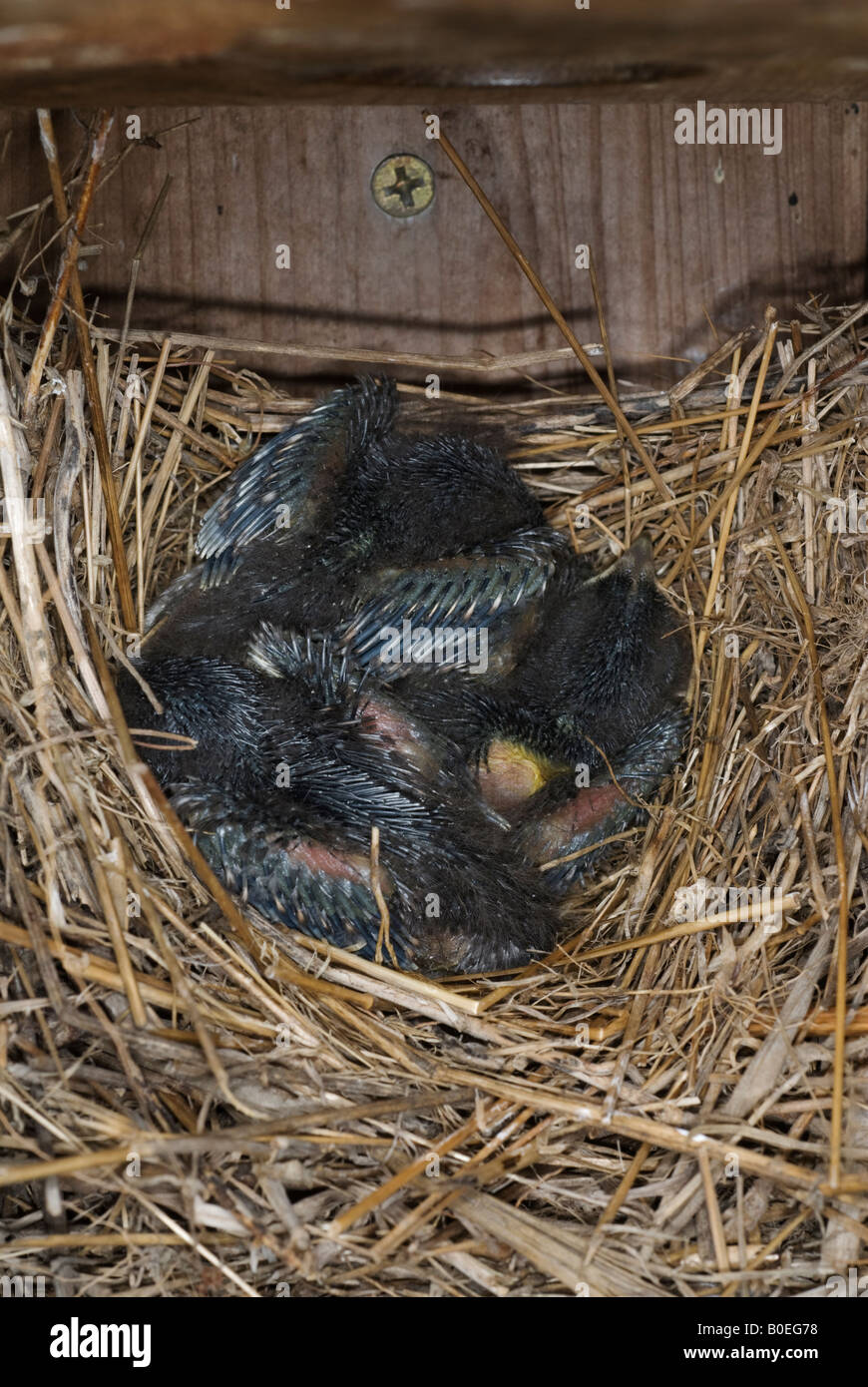 bluebird nestlings in a bluebird box in Delaware Stock Photo - Alamy