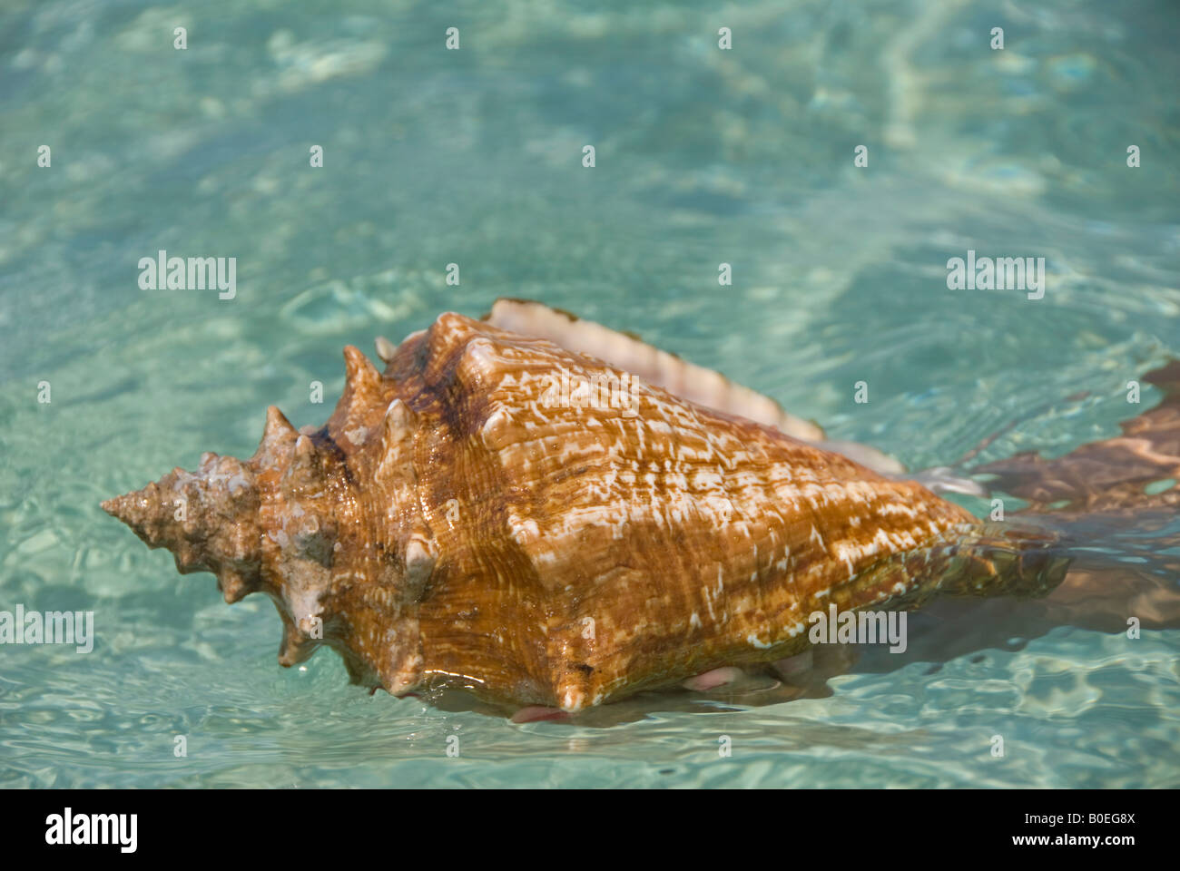 seacsape with a seashell Stock Photo - Alamy