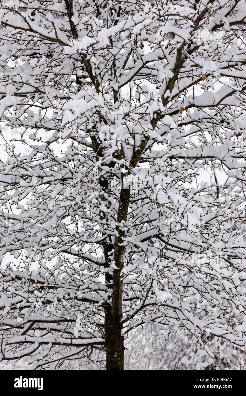 Trees covered with snow - Upstate New York- USA Stock Photo - Alamy