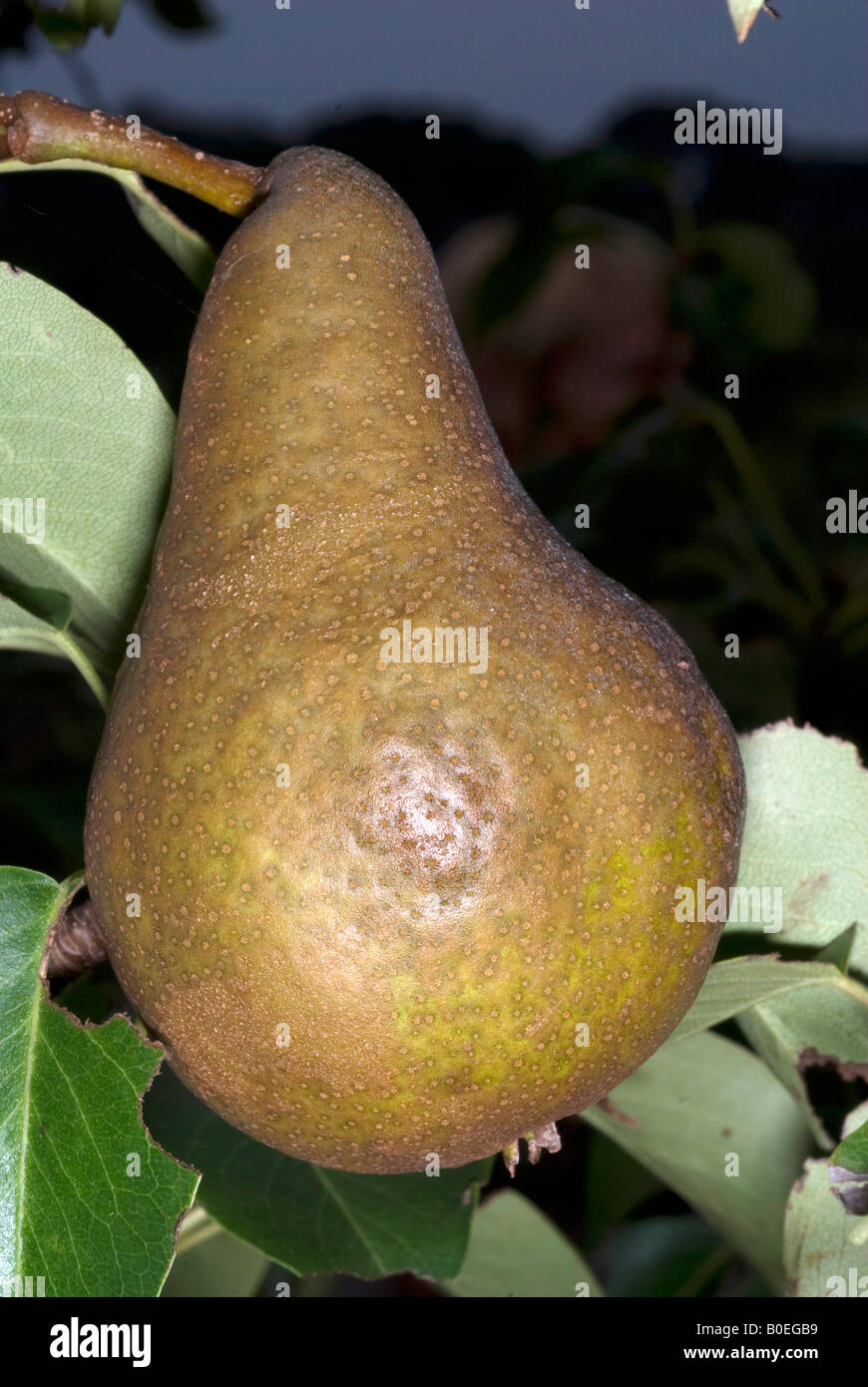 Bosc pear tree hi-res stock photography and images - Alamy