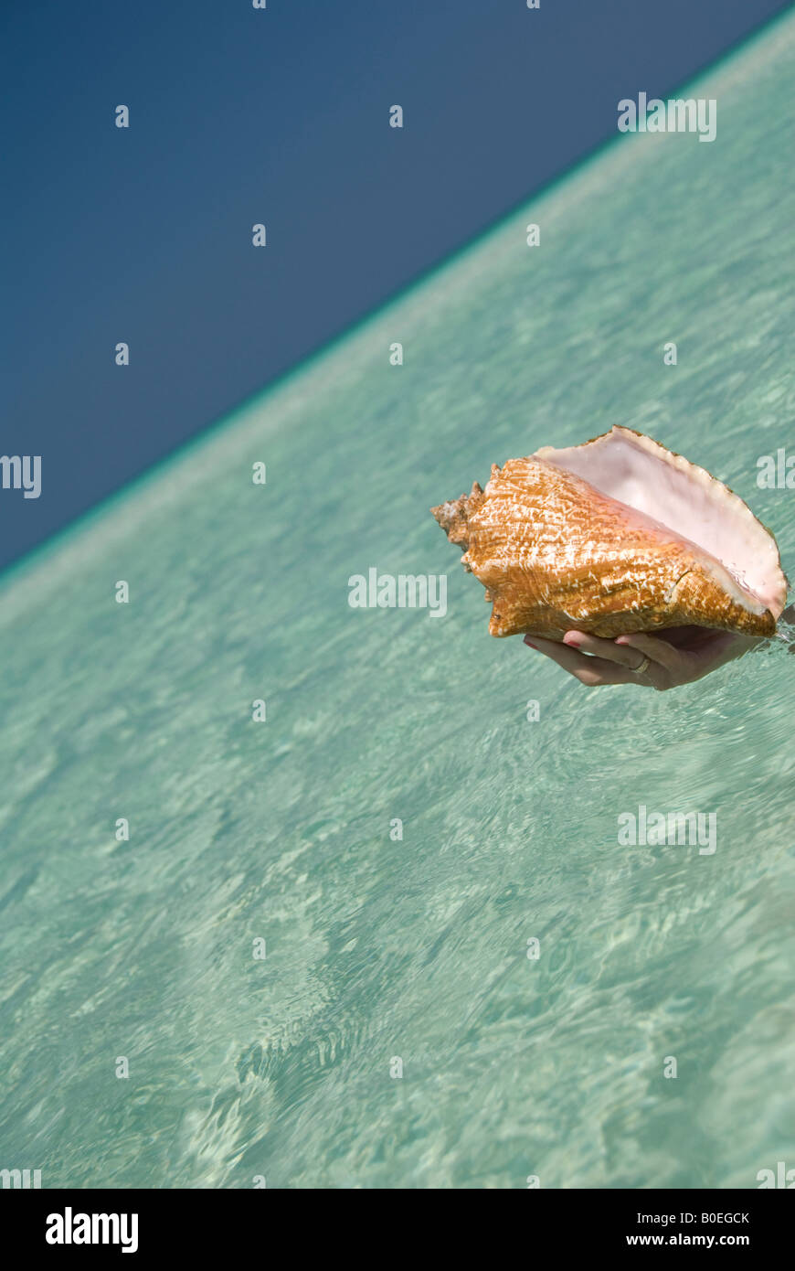 seacsape with a seashell Stock Photo - Alamy