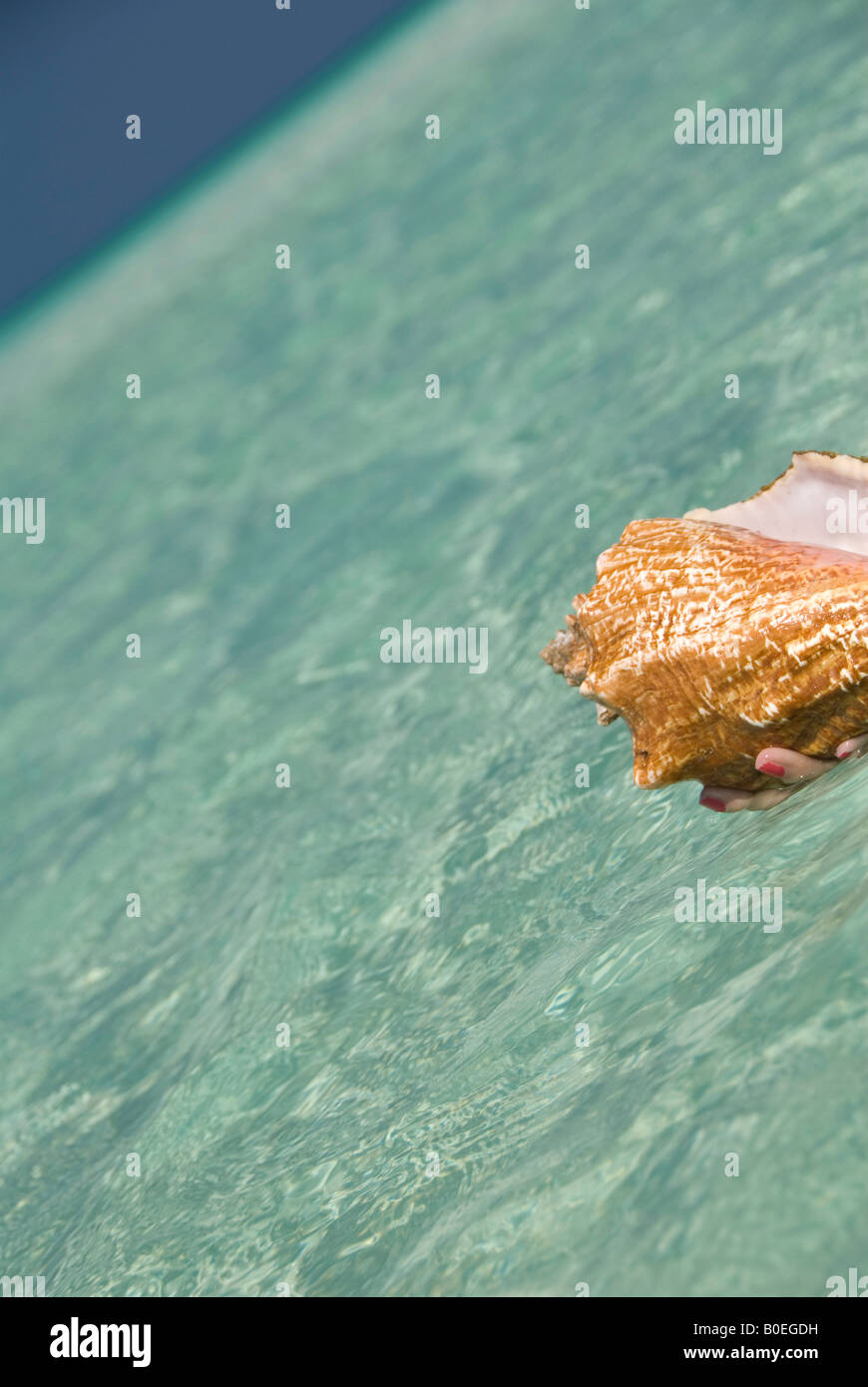 seacsape with a seashell Stock Photo - Alamy