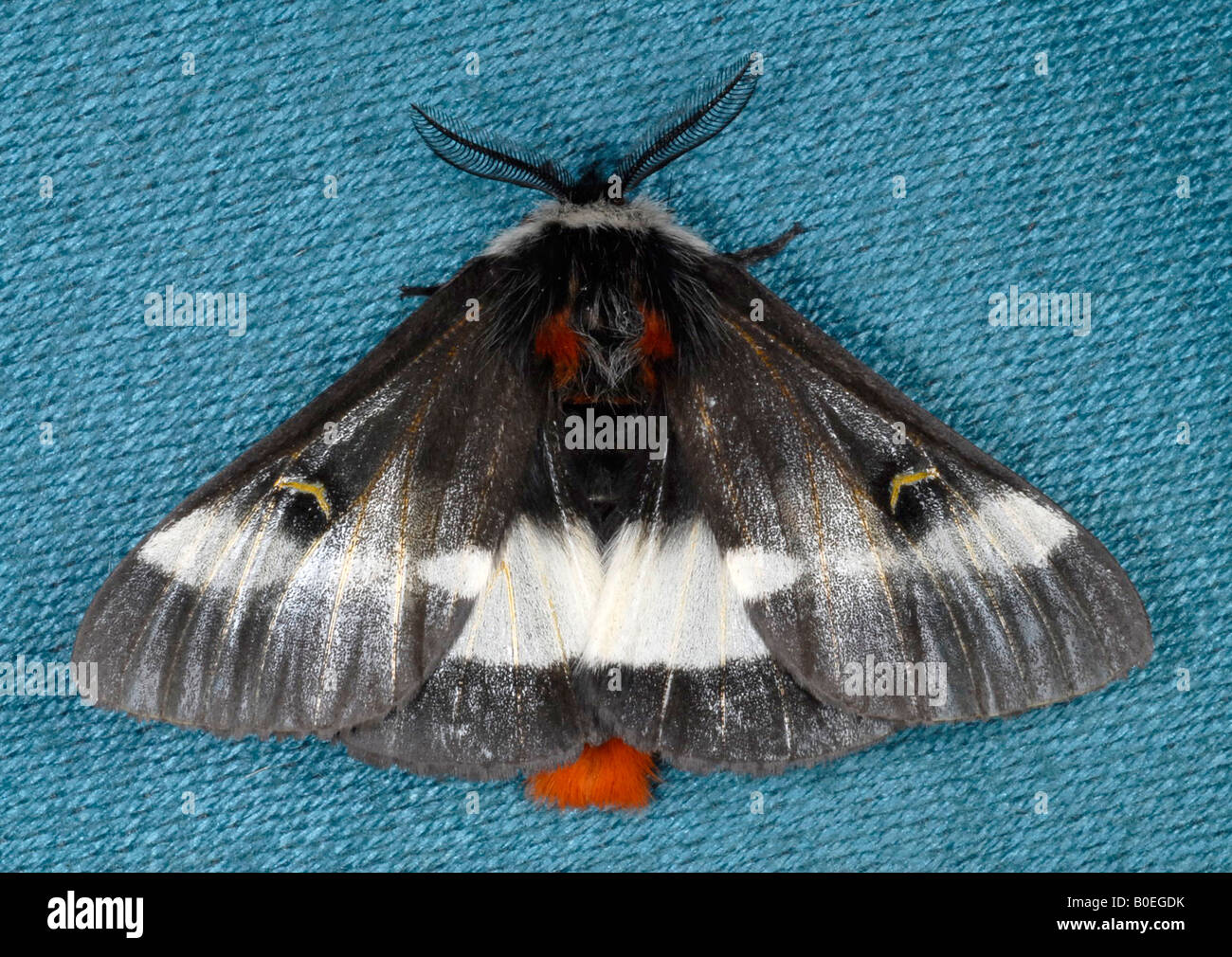 male Buck Moth Hemileuca maia Stock Photo - Alamy