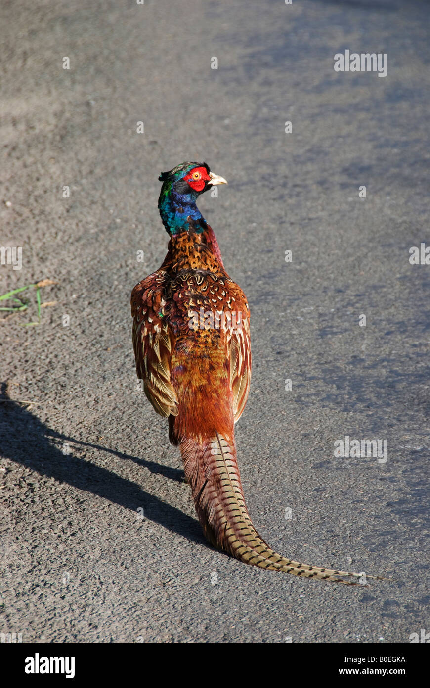 Pheasant on road hi-res stock photography and images - Alamy