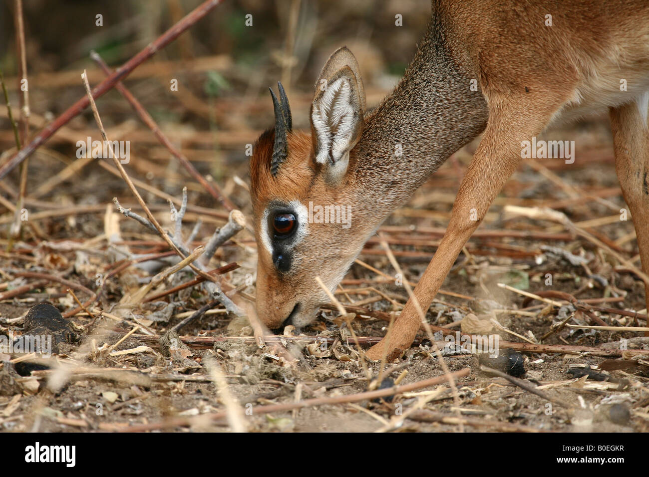 Dik-dik (Madoqua sp Stock Photo - Alamy
