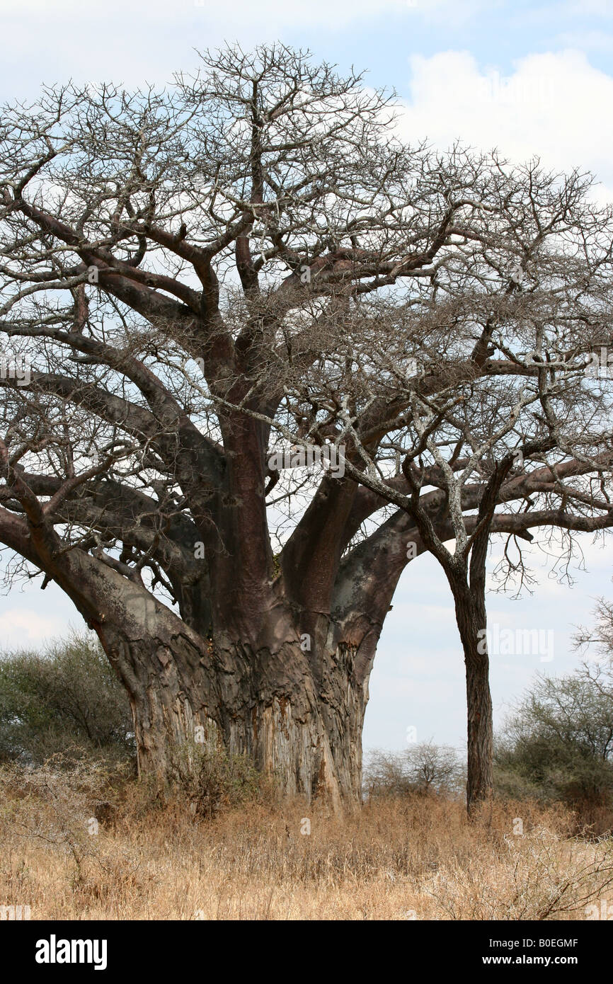 Baobab tree (Adansonia digitata Stock Photo - Alamy