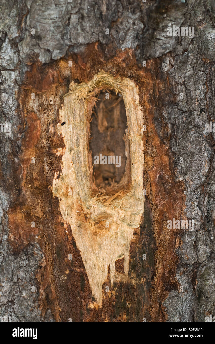 A large hole in a tree trunk made by a pileated woodpecker Central ...
