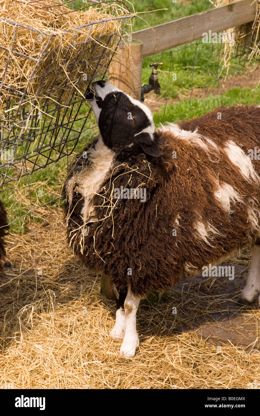 Sheep At Wroxham Barns In Norfolk,Uk Stock Photo - Alamy