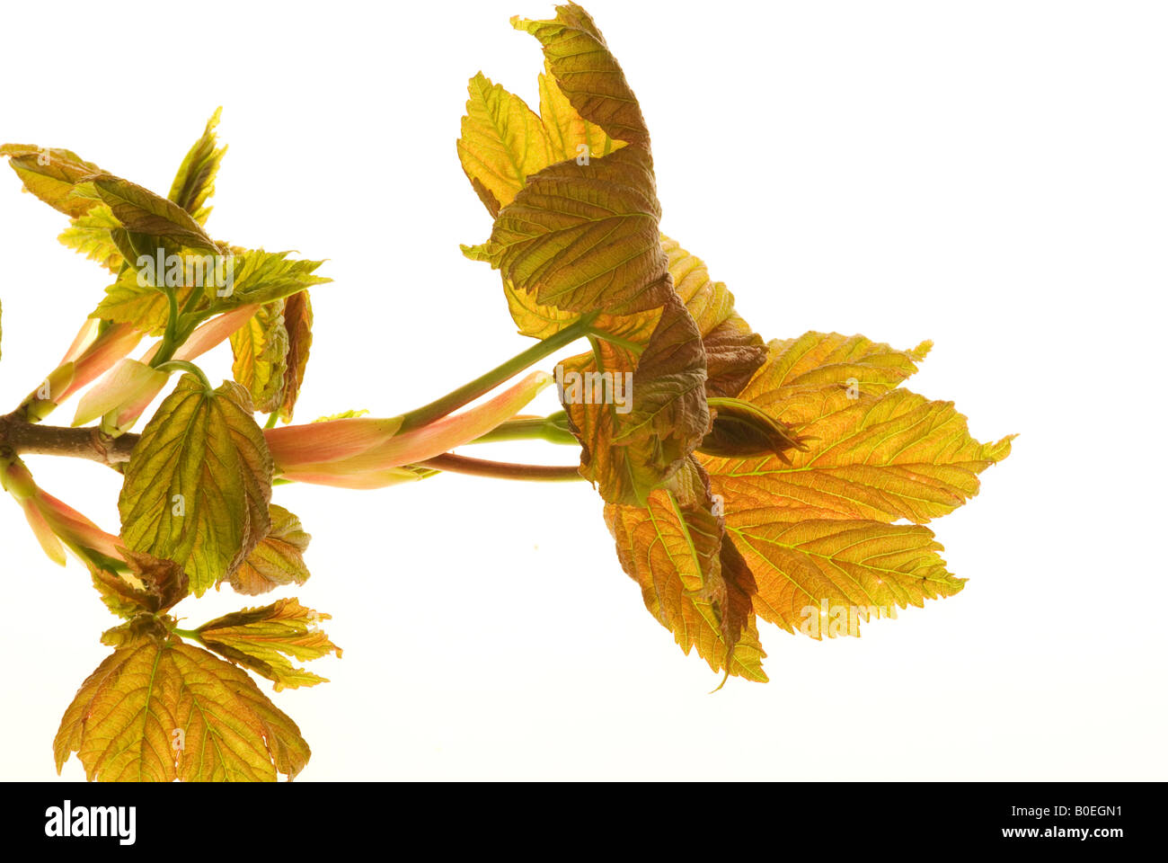sycamore twig and leaves Stock Photo - Alamy