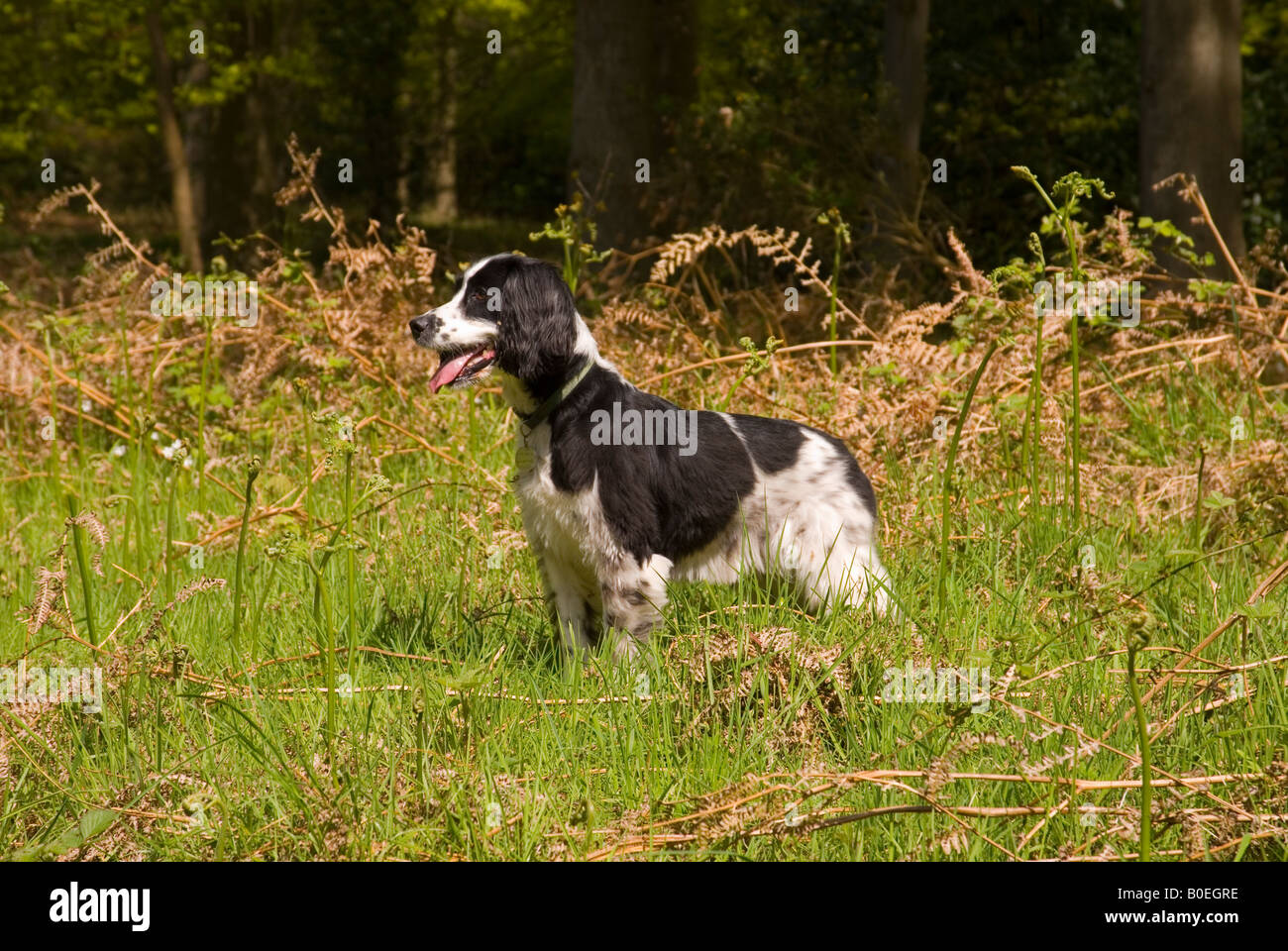 A black & white English Springer Spaniel dog in the uk Stock Photo - Alamy