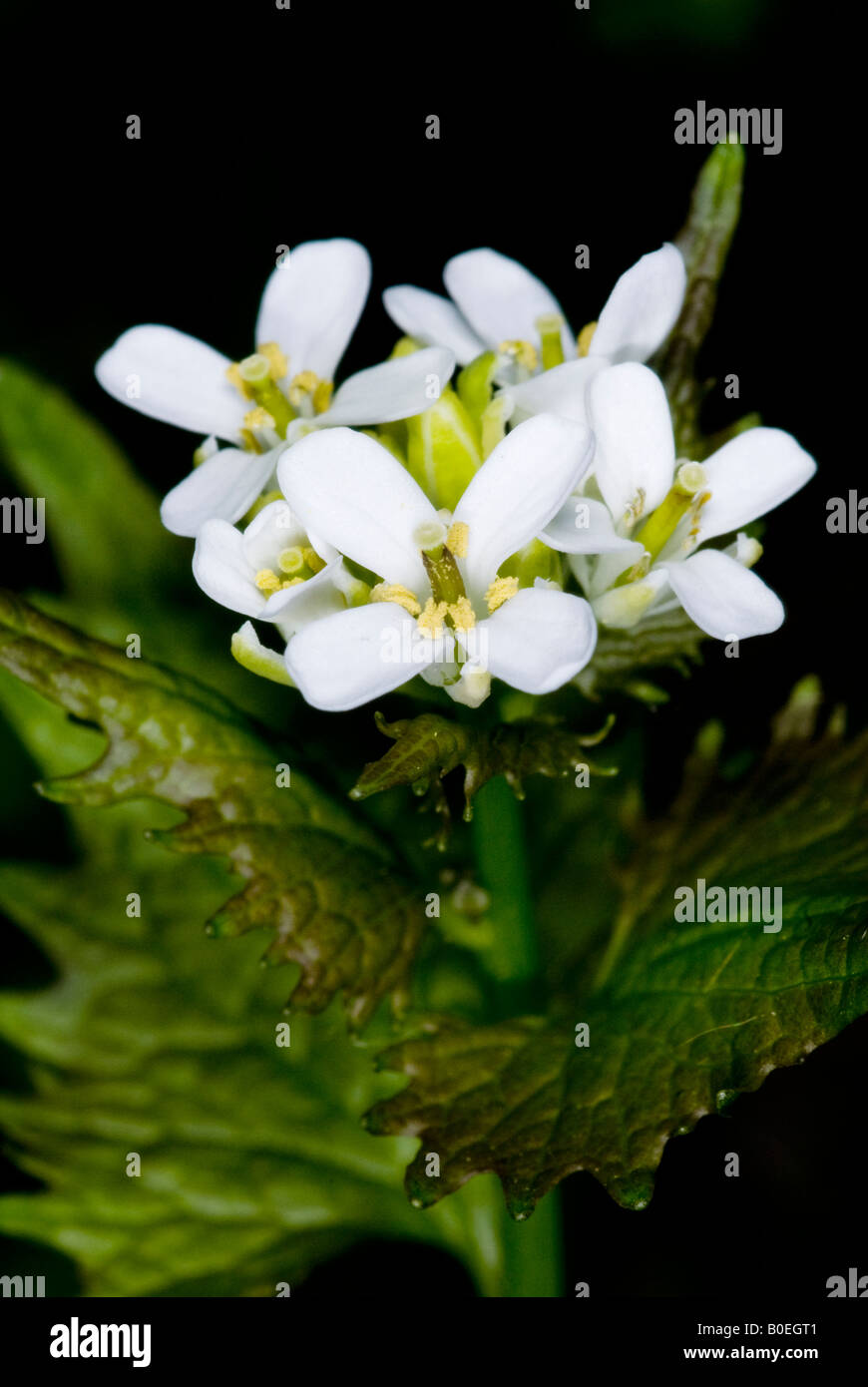garlic mustard Alliaria officinalis an early spring weed wildflower ...