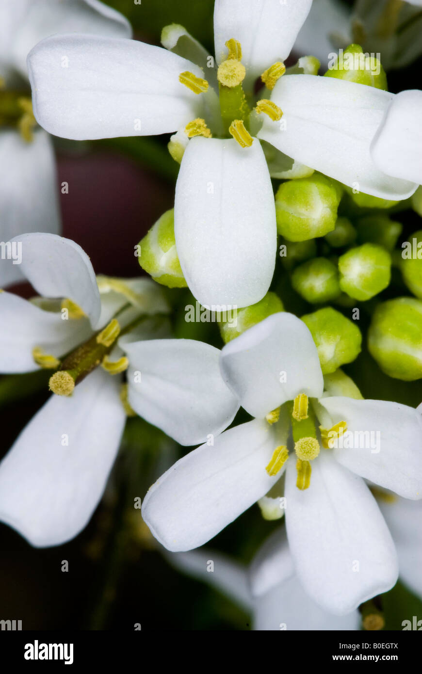 garlic mustard Alliaria officinalis an early spring weed wildflower ...