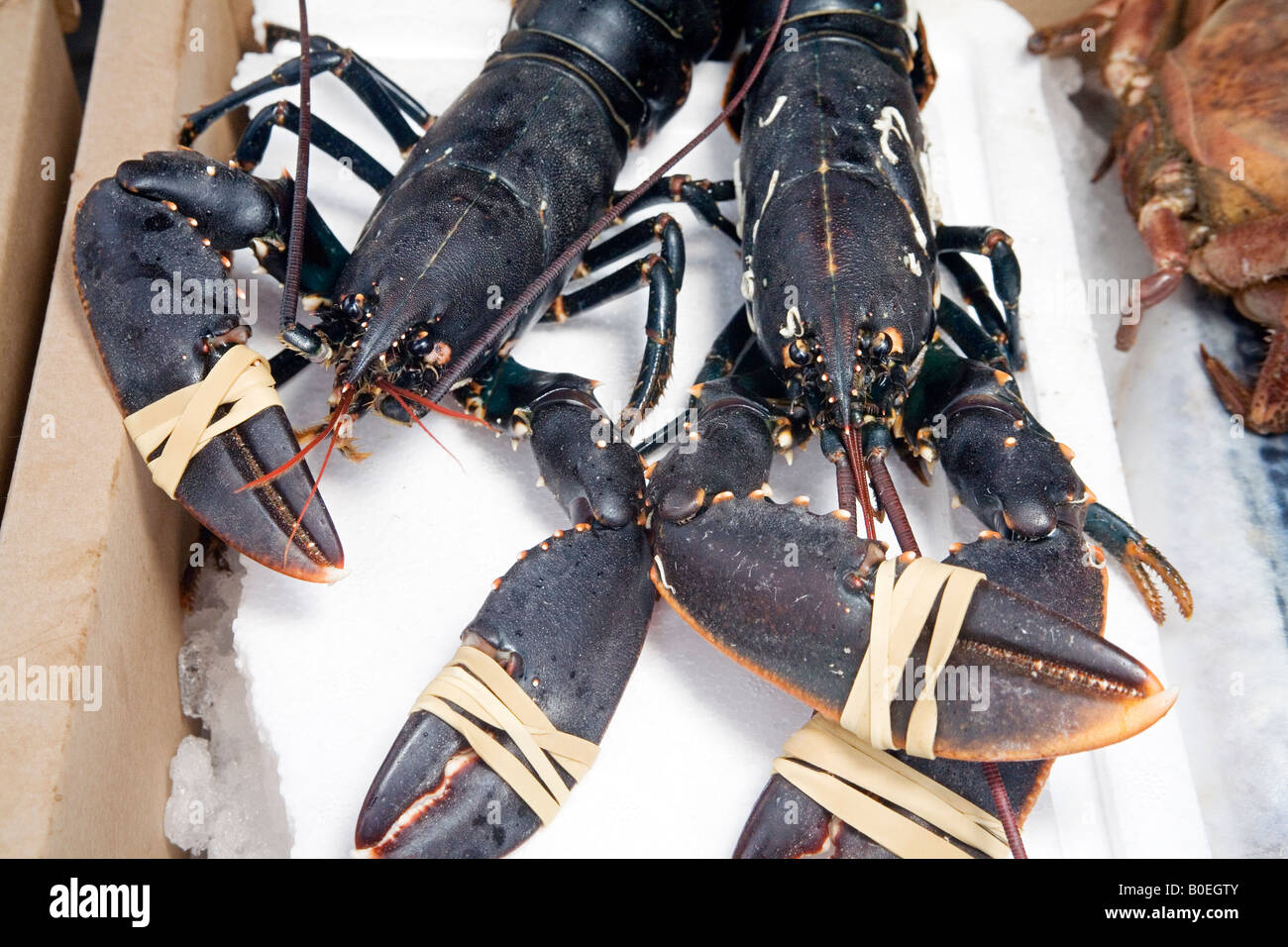 Clawed lobsters hi-res stock photography and images - Alamy