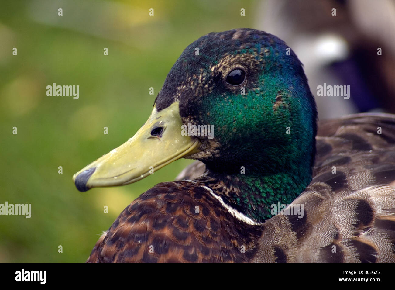 Flowl hi-res stock photography and images - Alamy