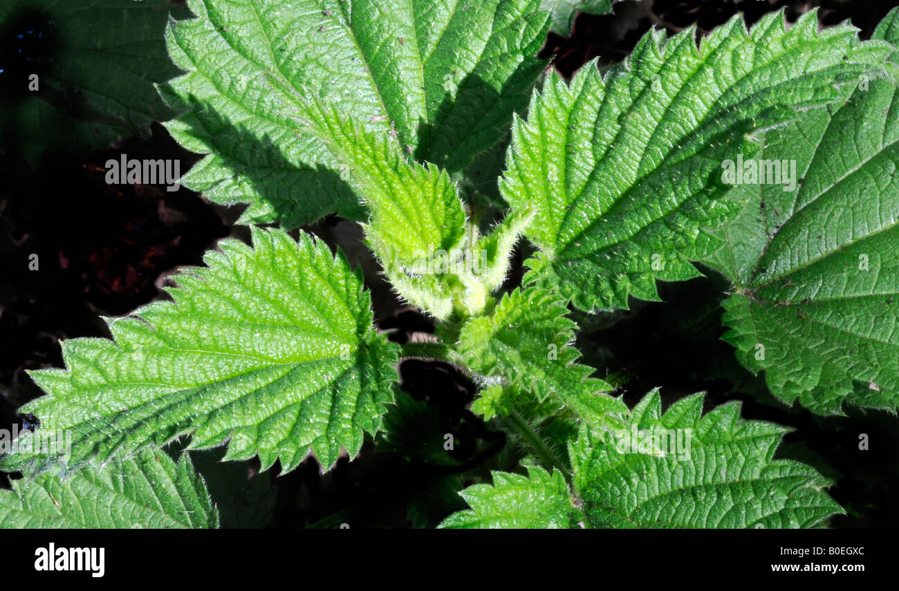 Edible nettles hi-res stock photography and images - Alamy