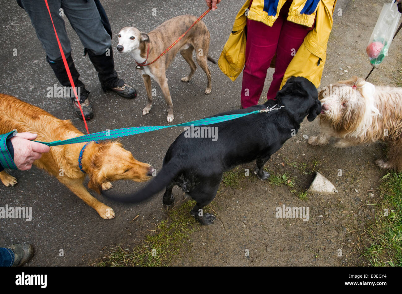 Dogs meeting whilst on a walk Stock Photo - Alamy