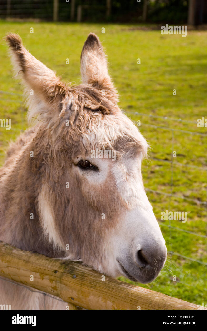 Donkey uk hi-res stock photography and images - Alamy