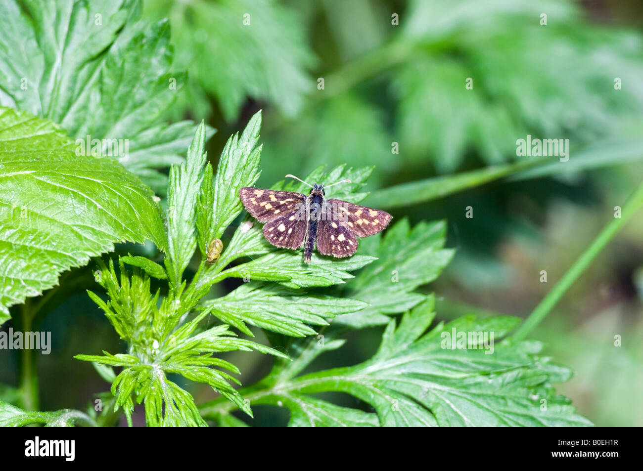 Female chequered skipper (Carterocephalus palaemon Stock Photo - Alamy