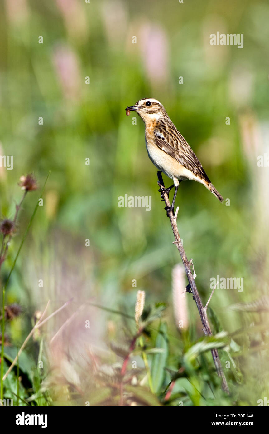 Female whinchat [sacicola rubetra] amongst bistort flowers Stock Photo ...