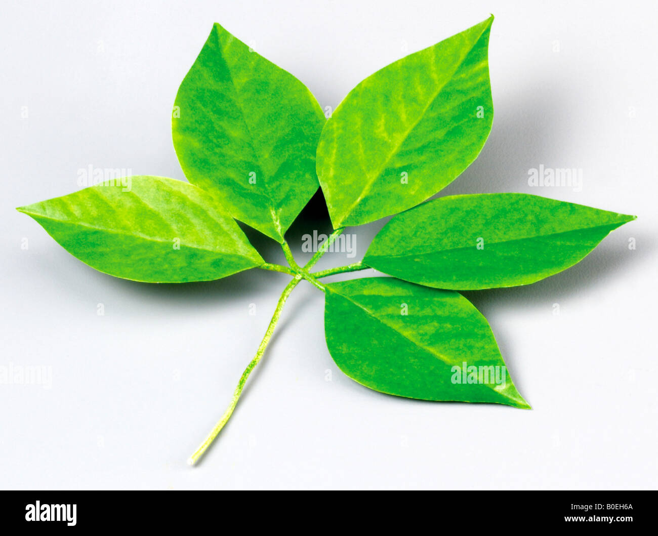 Ginseng leaves hi-res stock photography and images - Alamy